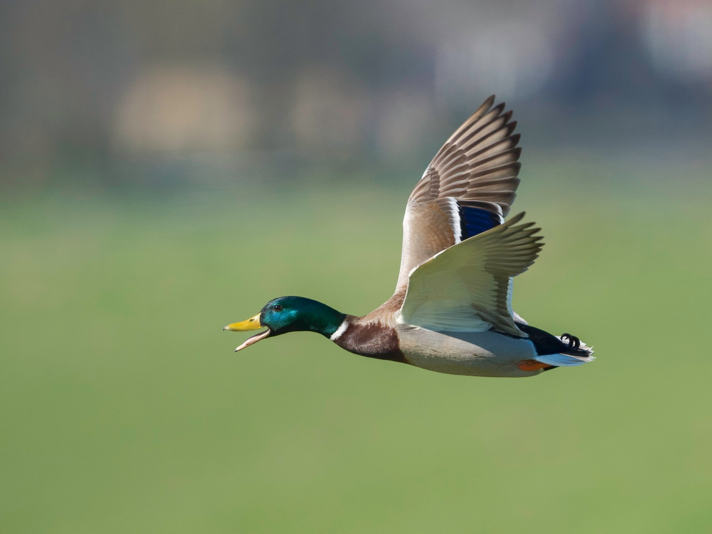 Tips for Duck Hunters - RealHuntersJournal